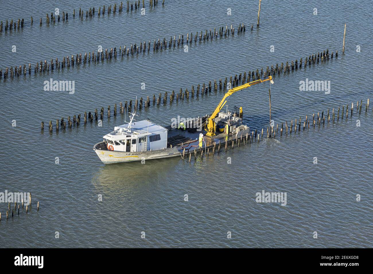 France, Vendee, La Faute sur Mer, mussel boat putting a new mussel pole ...