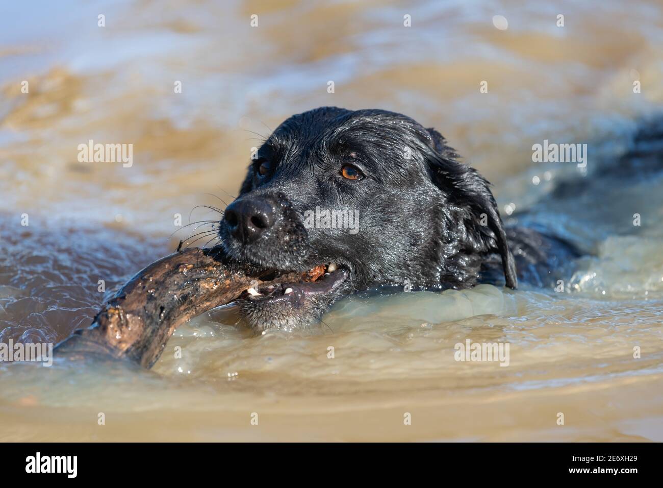 Head shot of a black Labrador fetching a stick from the water Stock ...