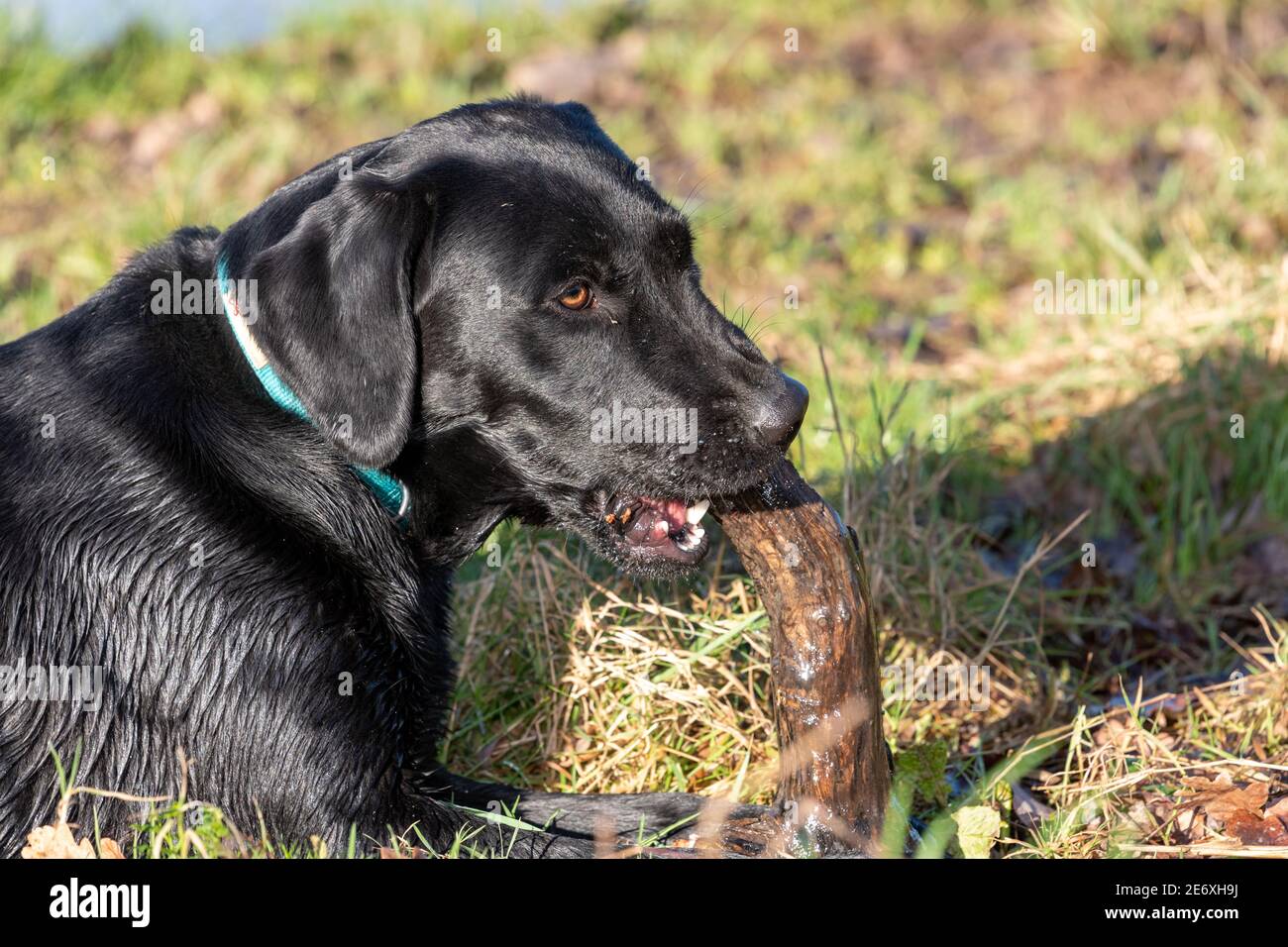 Portrait of a black Labrador chewing a stick Stock Photo - Alamy