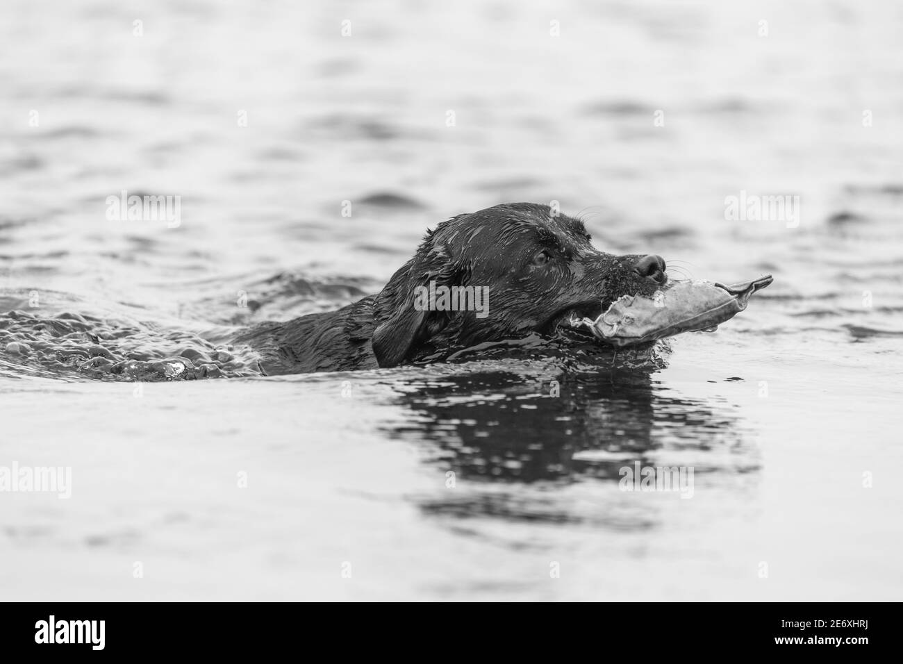 Head shot of a black Labrador retrieving a training dummy from the ...