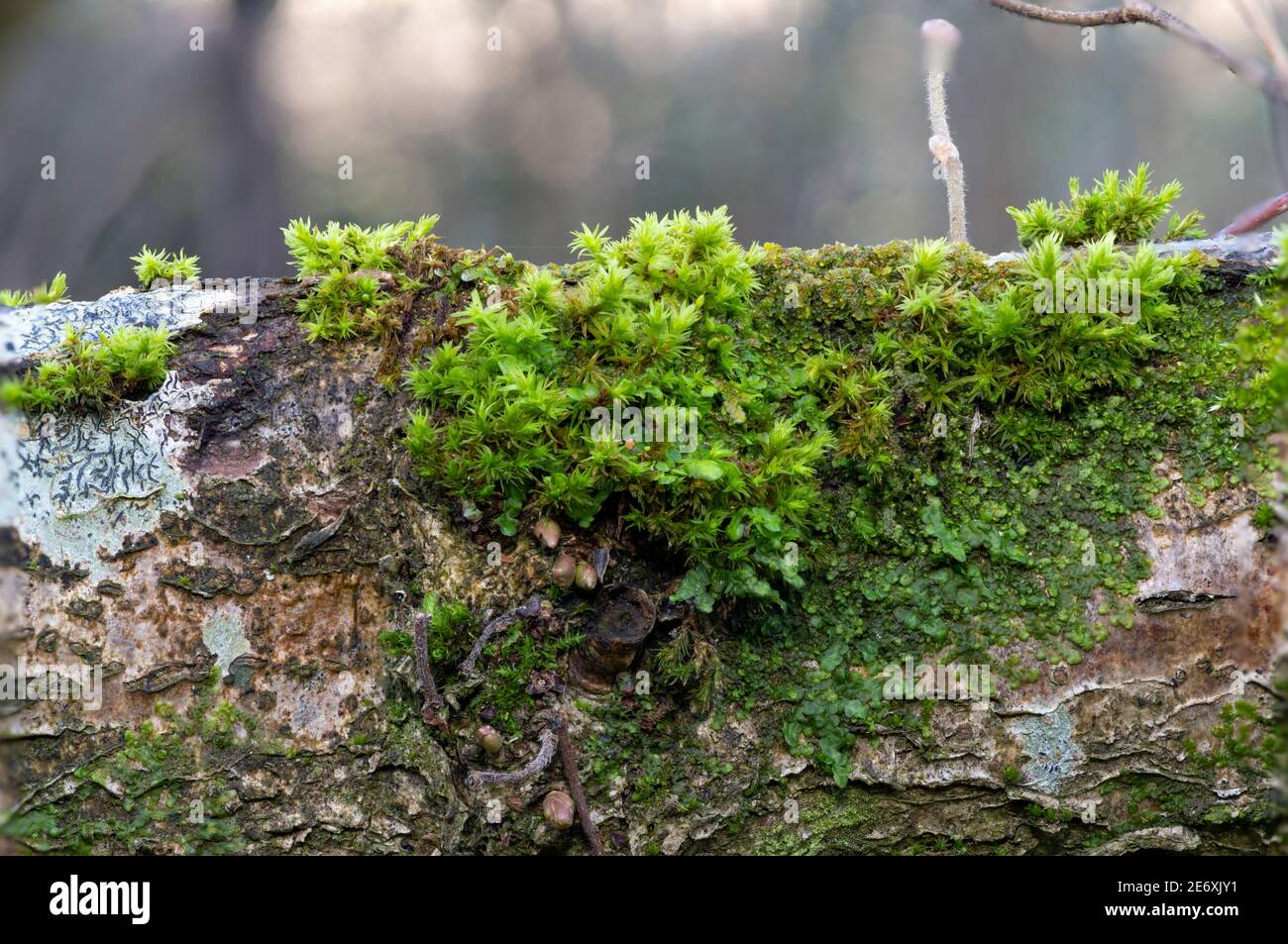 Macro shot of moss Stock Photo - Alamy