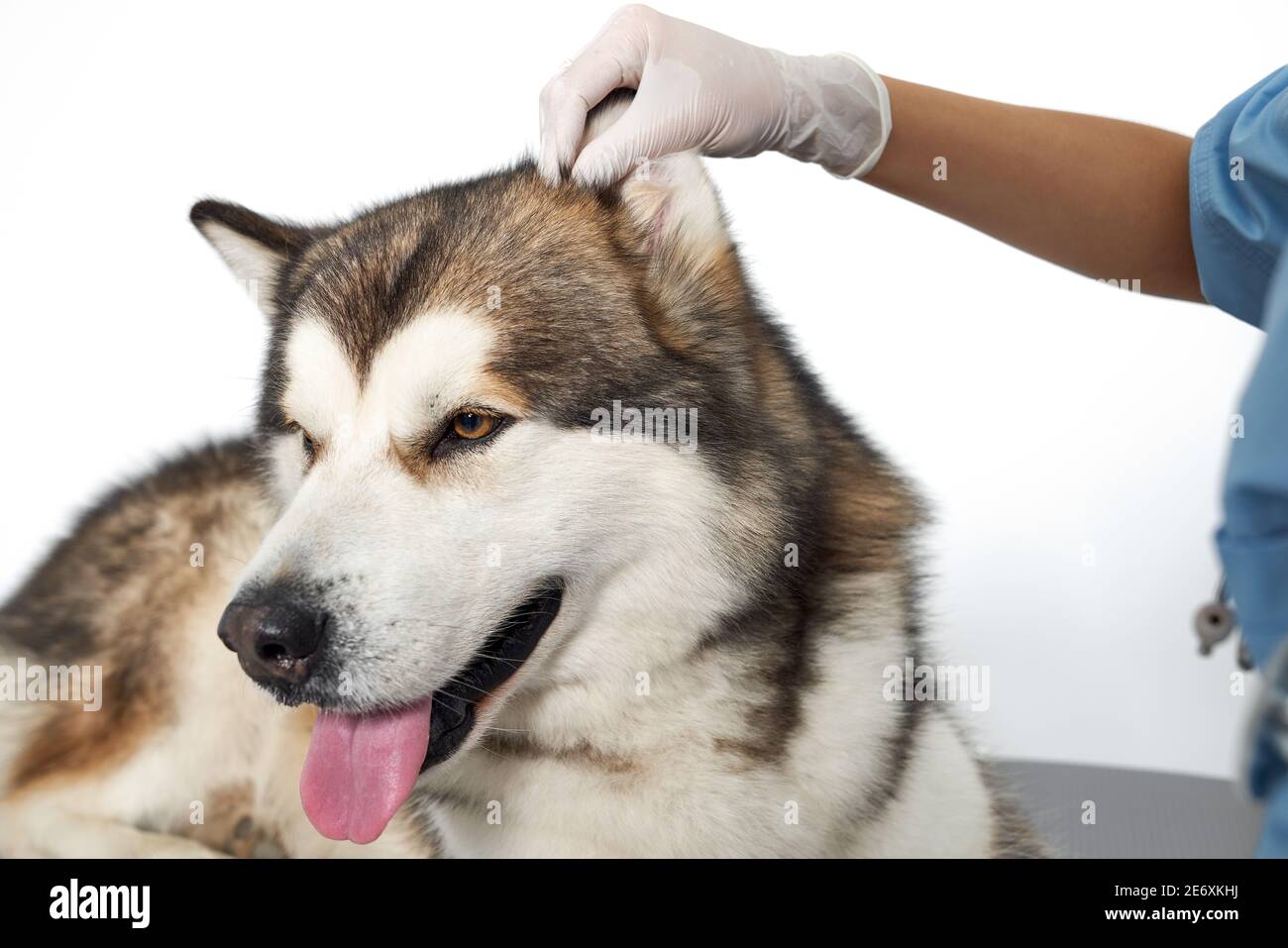Veterinary doctor examines the ear of dog siberian husky. Concept of ...