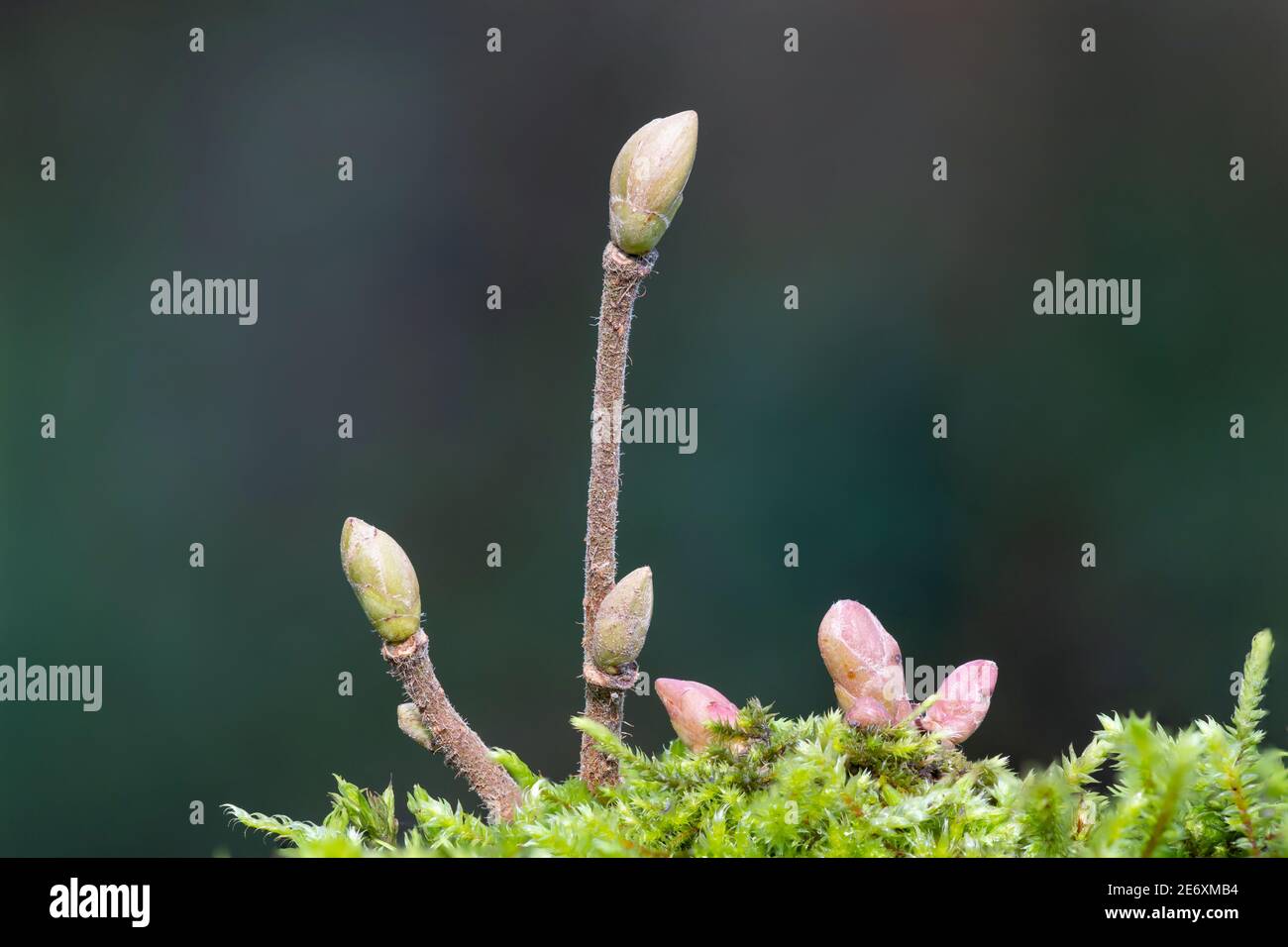Macro shot of buds on a common hazel (corylus avellana) tree Stock ...
