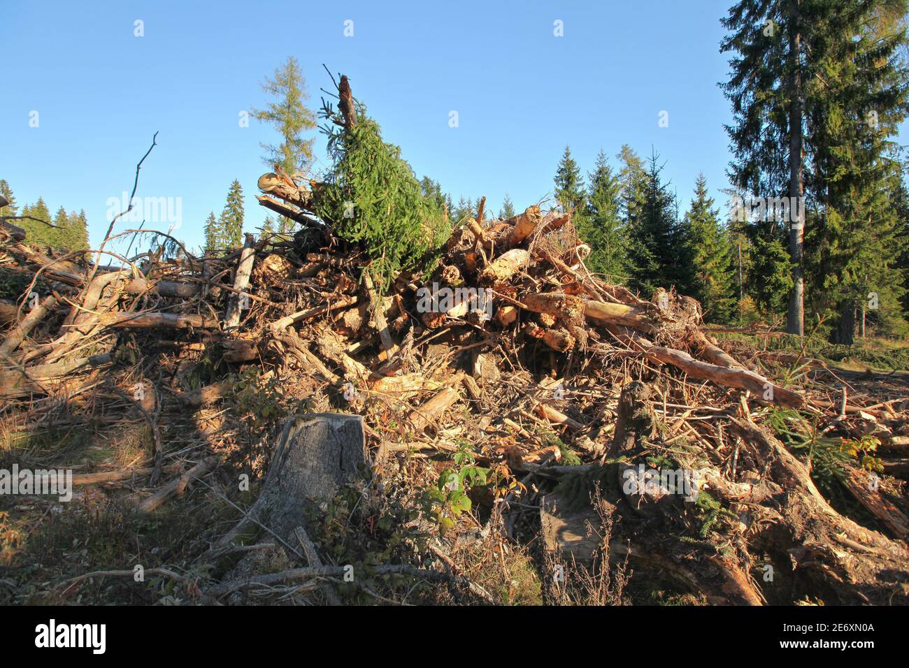 Tree roots after forest cleaning placed on heap, trees with clear sky ...