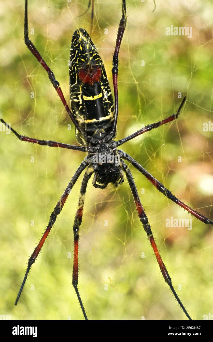 Red legged golden orb weaver spider female - Nephila inaurata ...
