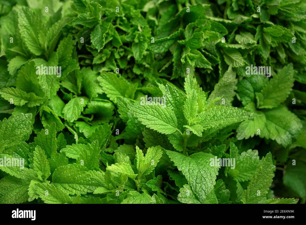Fresh mint leaves on display at herbs market, closeup detail Stock ...