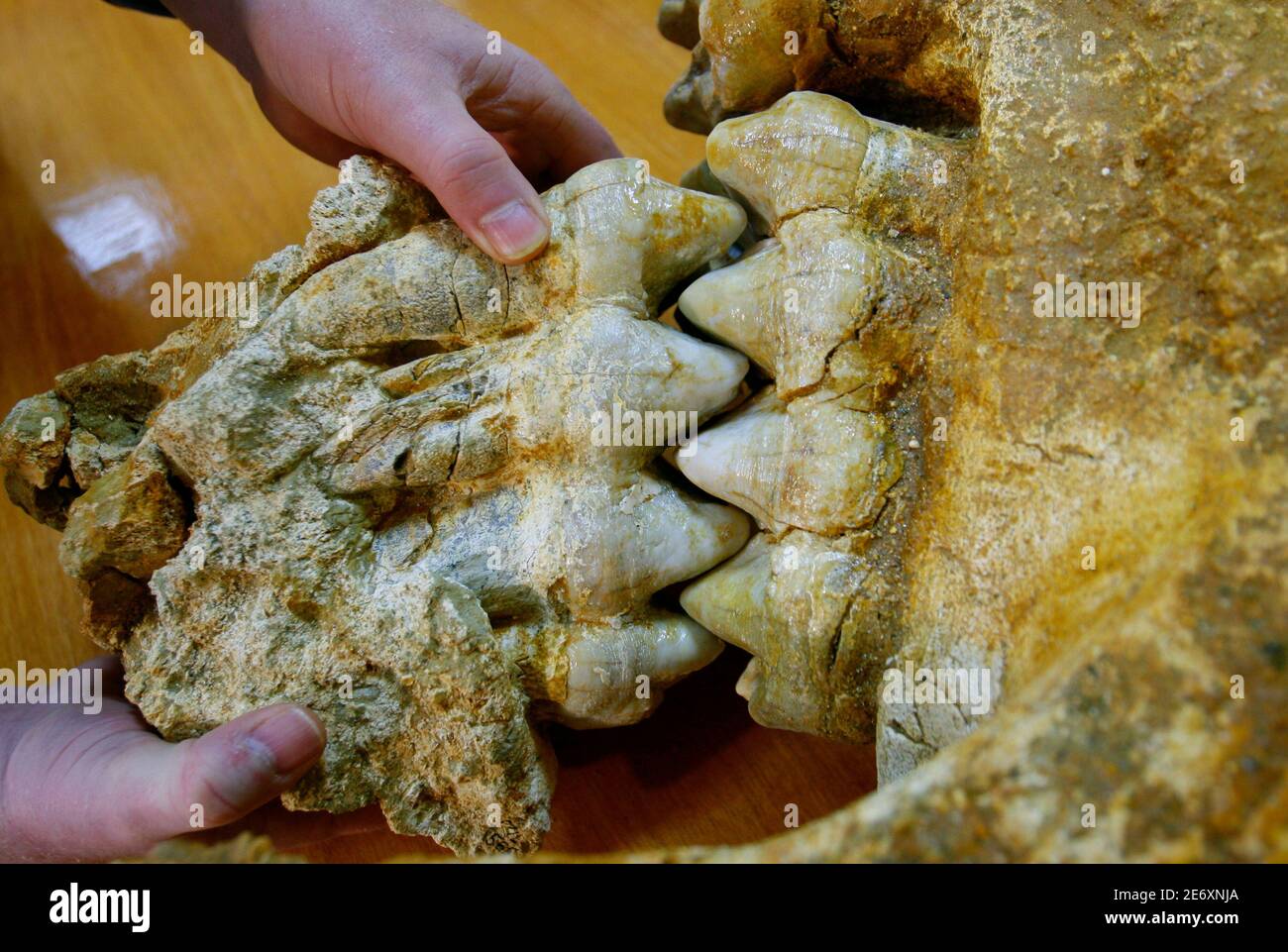 Uncovered teeth hi-res stock photography and images - Alamy