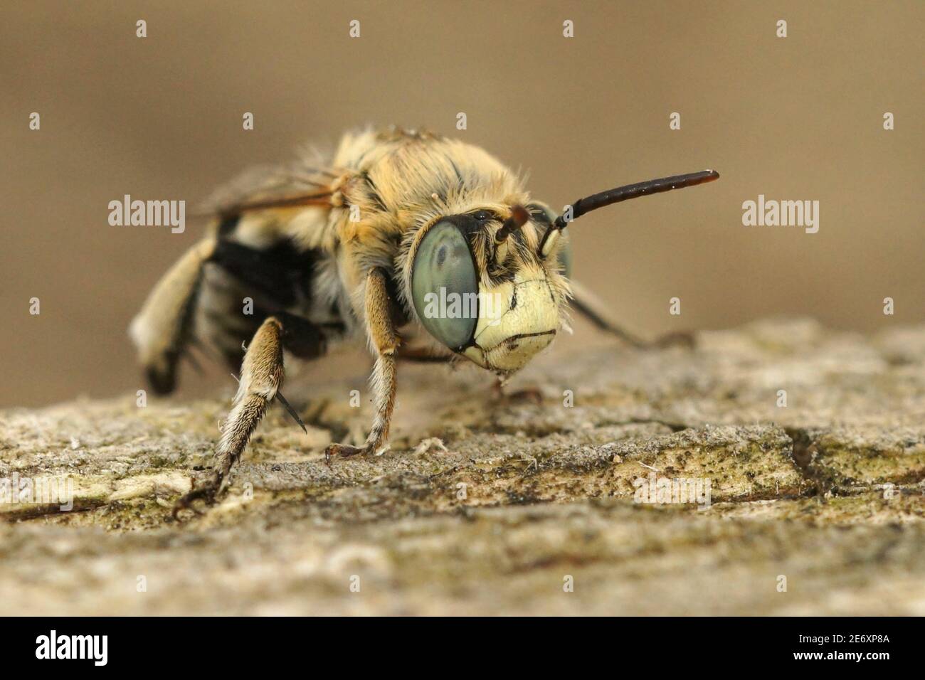 A close up of a Green-eyed Flower bee, Anthophora bimaculata Stock ...