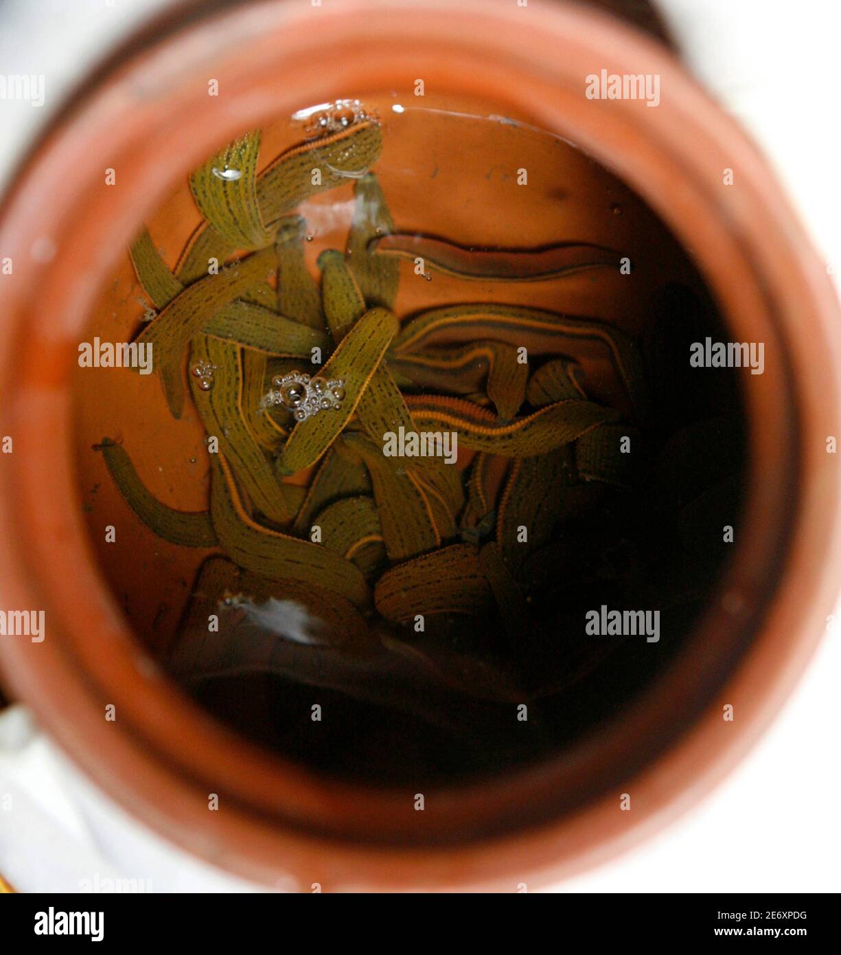 Indian leech hi-res stock photography and images - Alamy