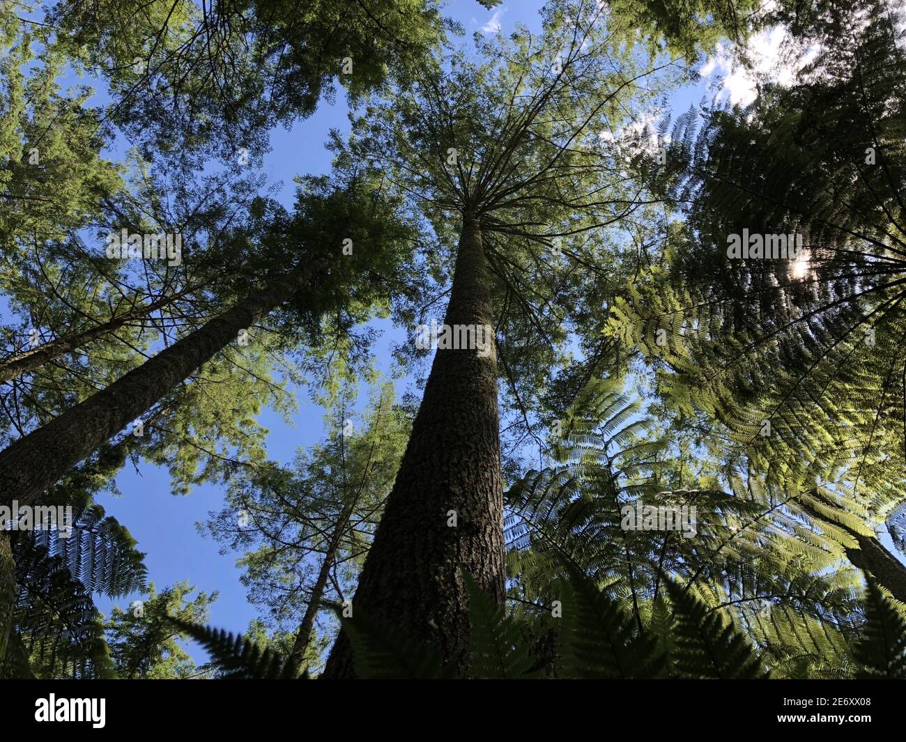 A low angle shot of tall-growing trees under a blue sky Stock Photo - Alamy