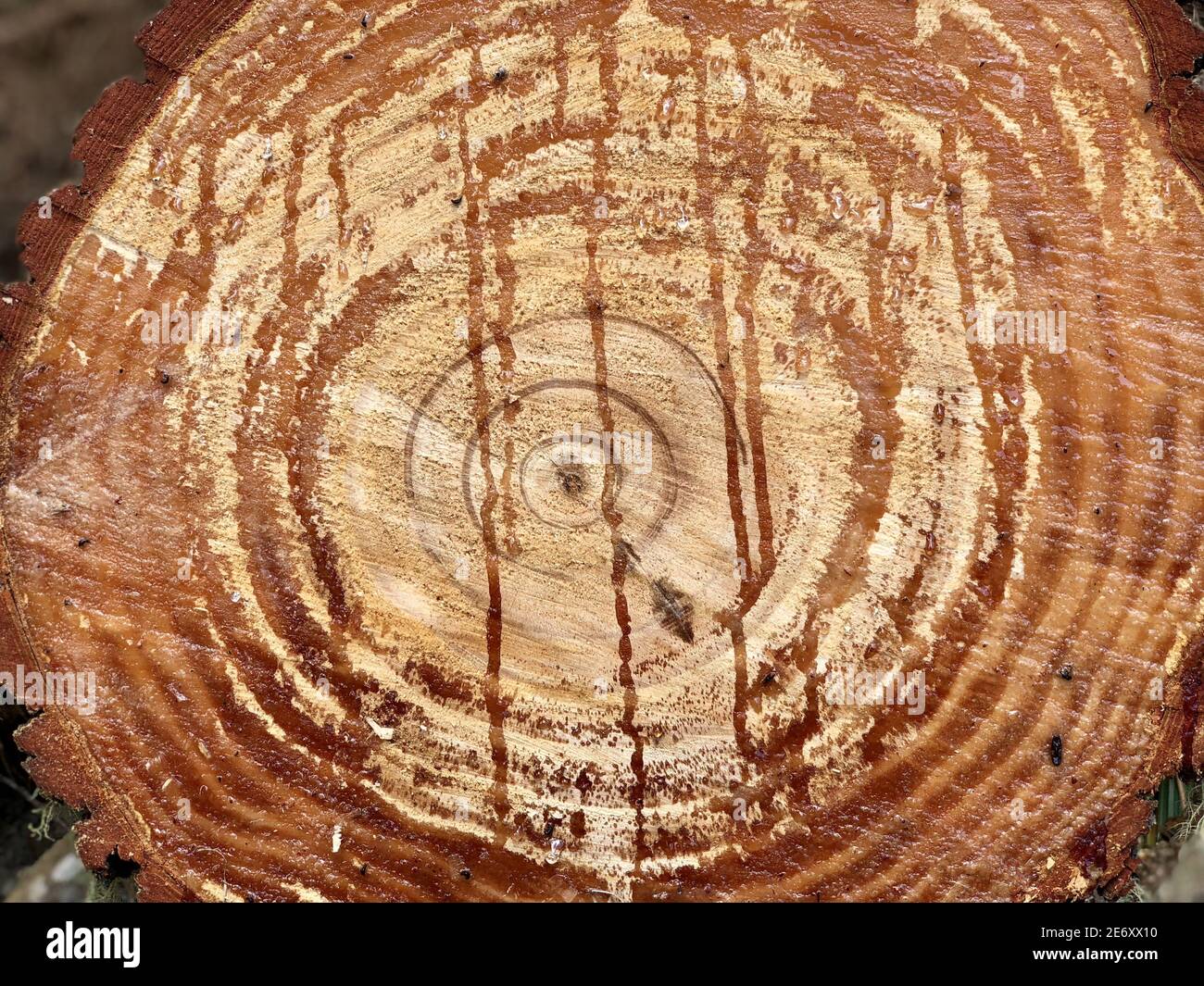 An overhead shot of a log cut from the middle Stock Photo - Alamy