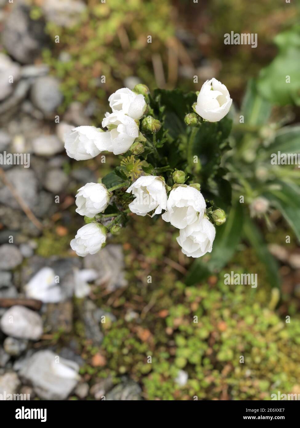 A high angle vertical shot of beautiful white flowers in a gar Stock ...