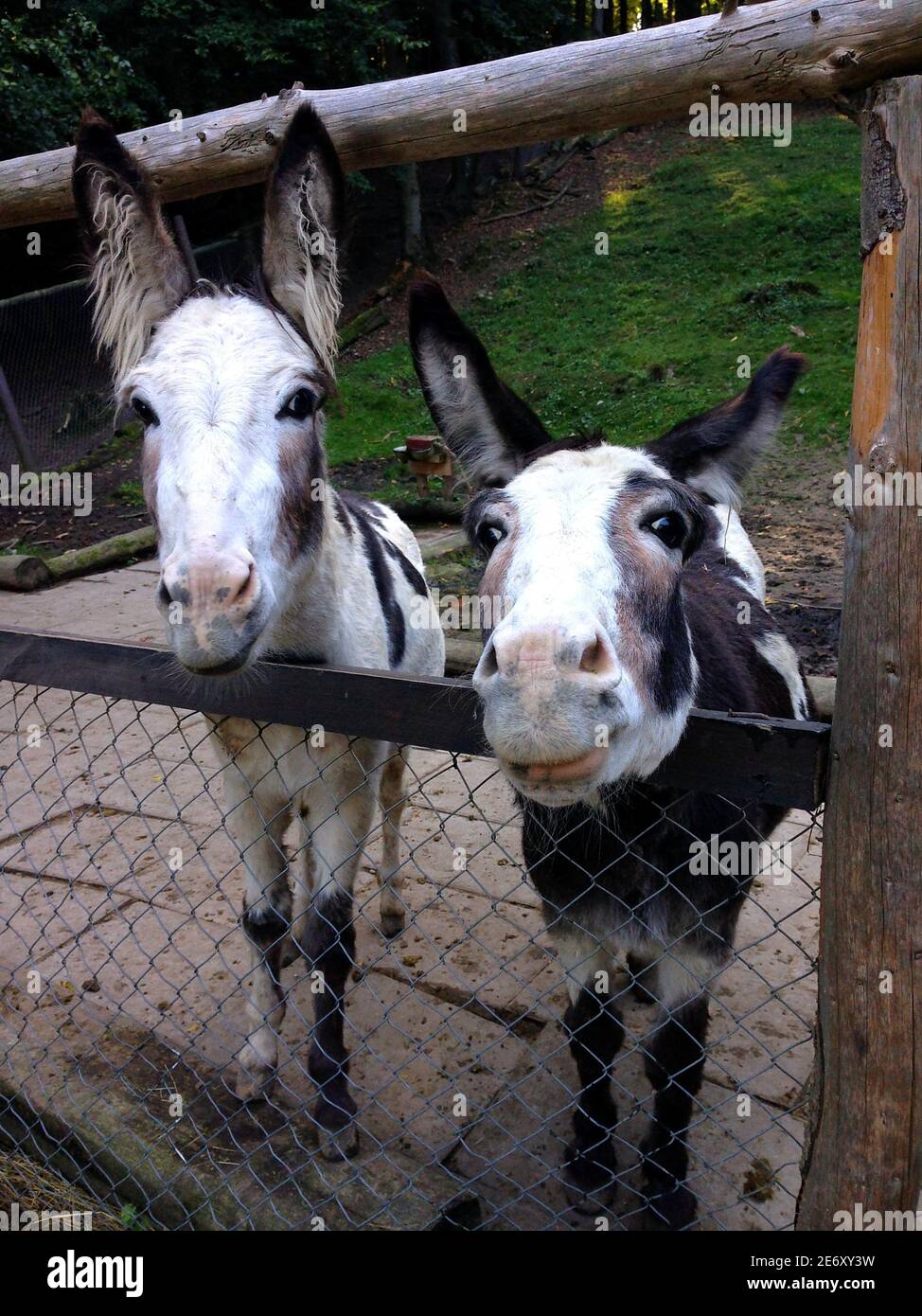 Vertical shot of cute small donkeys looking at the camera behind Stock ...