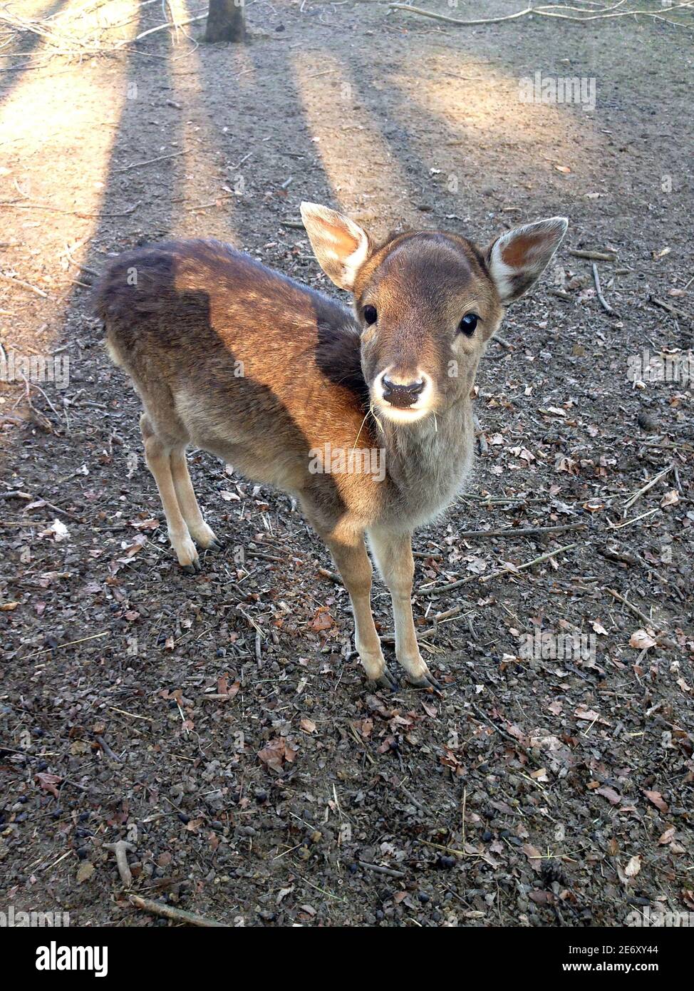Baby Deer Photography Baby Deer" Images – Browse 8,967 Stock Photos,