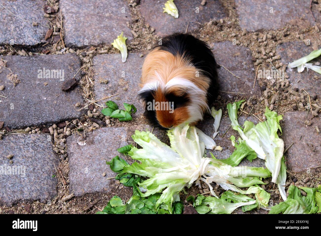 Overhead shot of a guinea pig eating cabbage on the ground Stock Photo ...