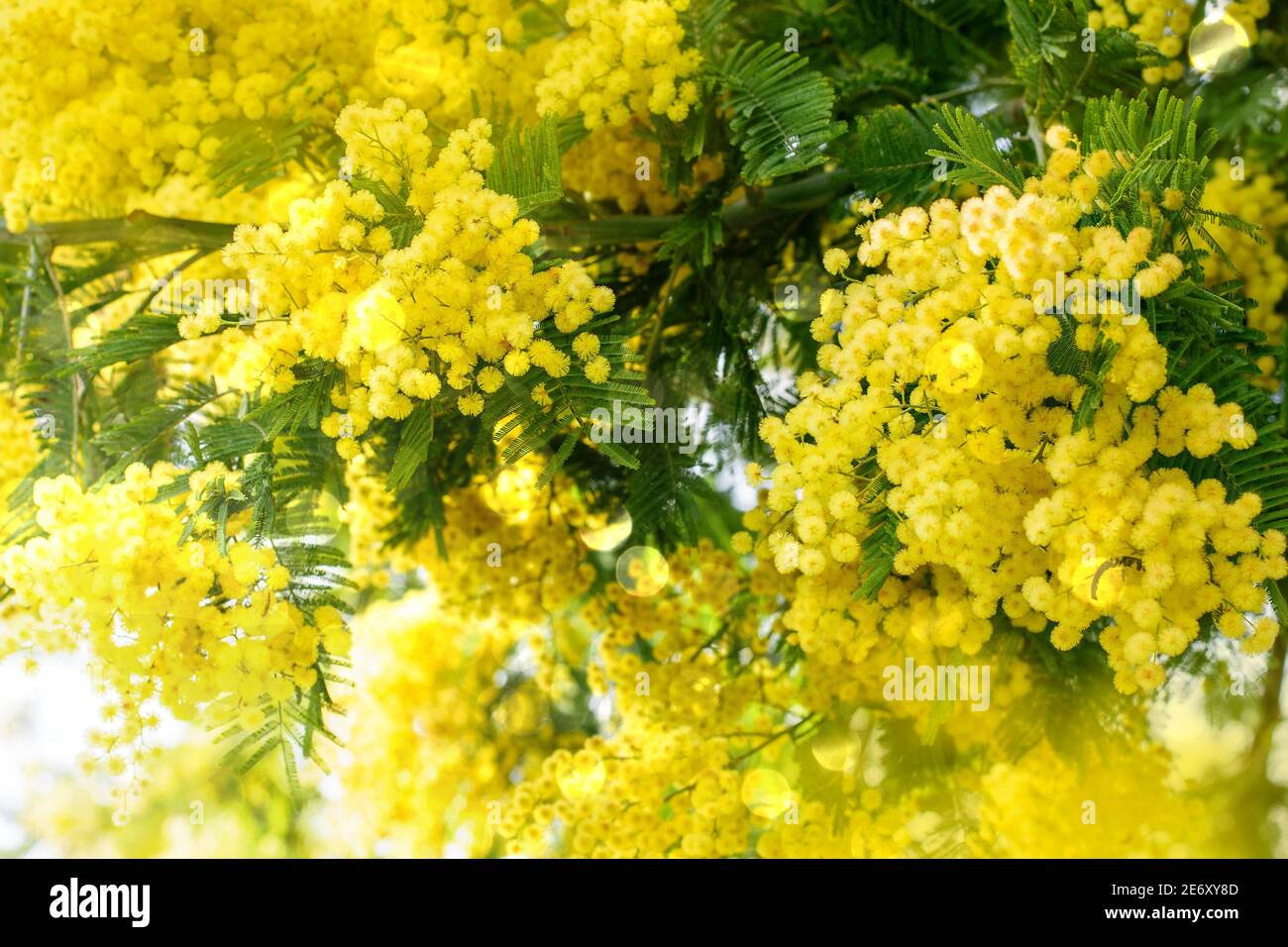 Nice mimosa tree in springtime. Fluffy tender mimosa flowers in ...