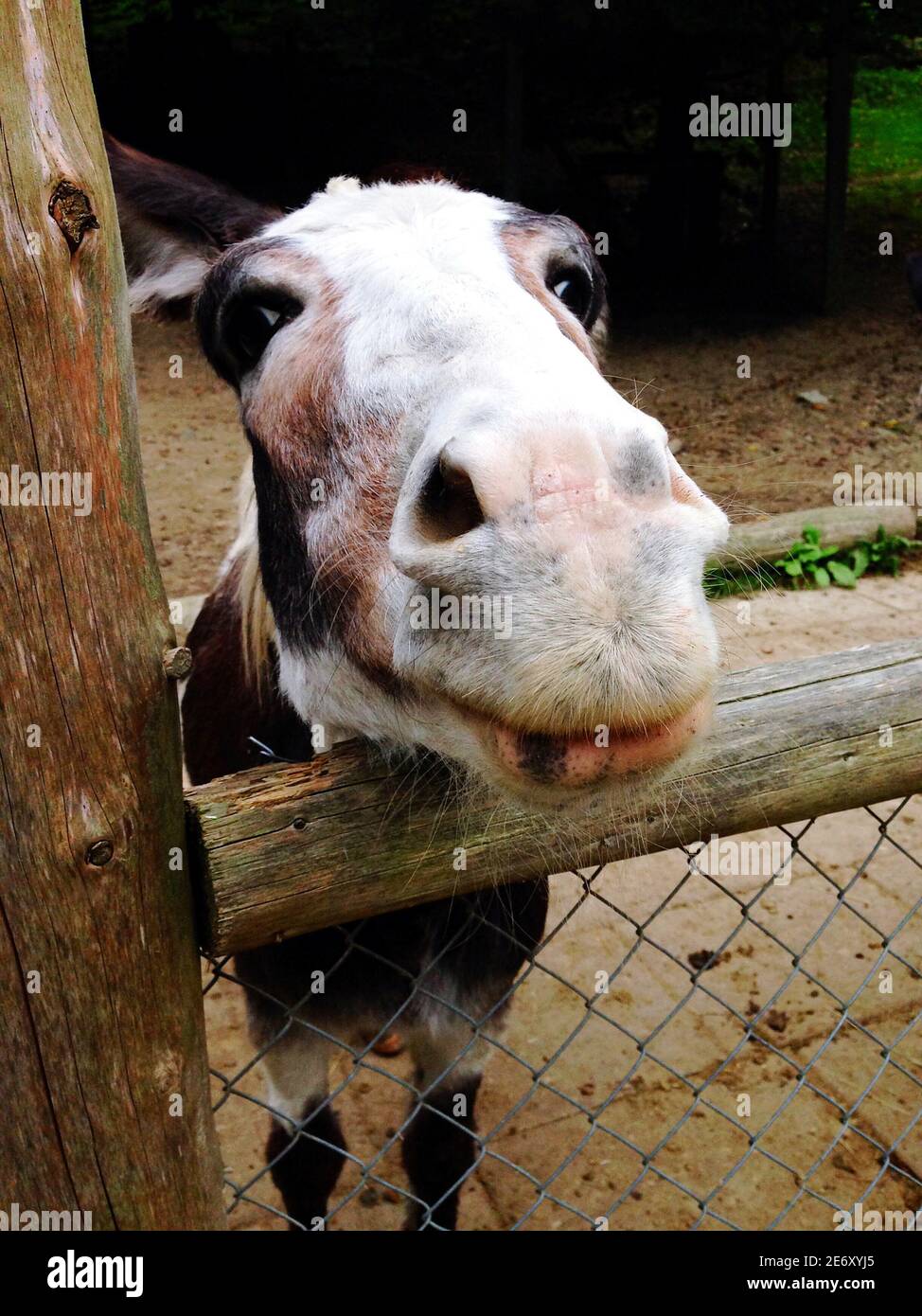 Vertical portrait of a cute donkey took out his head from the top of a ...