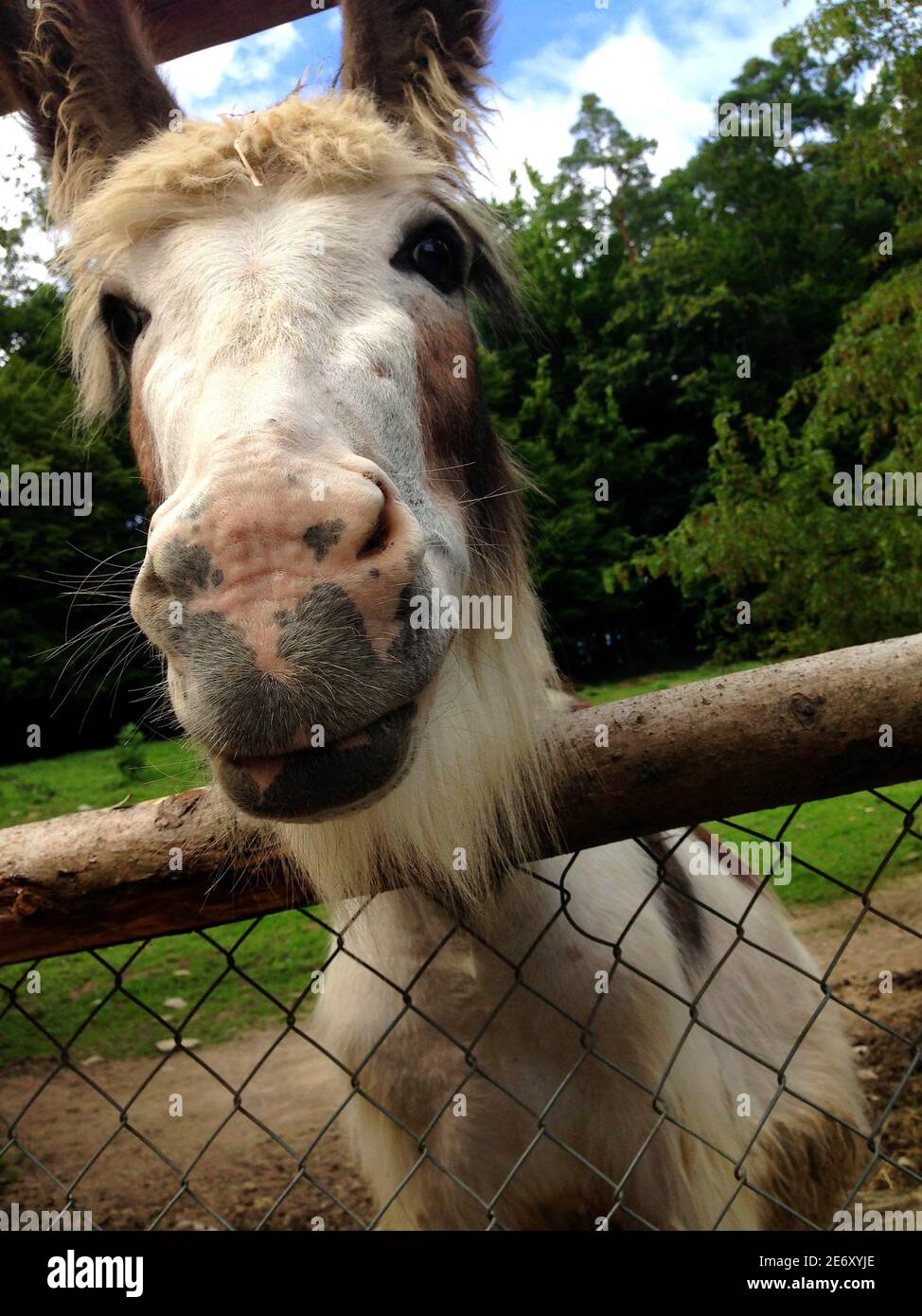 Vertical portrait of a funny donkey took out his head from the top of a ...