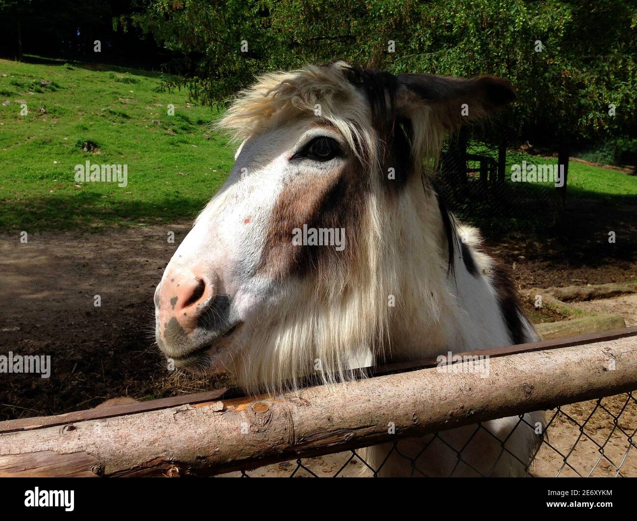 Portrait of a donkey took out his head from the top of a fence Stock ...