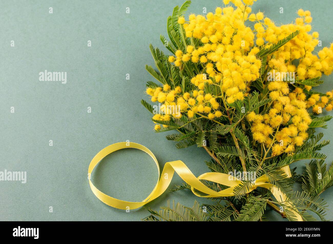 Branches of fresh spring golden mimosa with a yellow ribbon on the ...