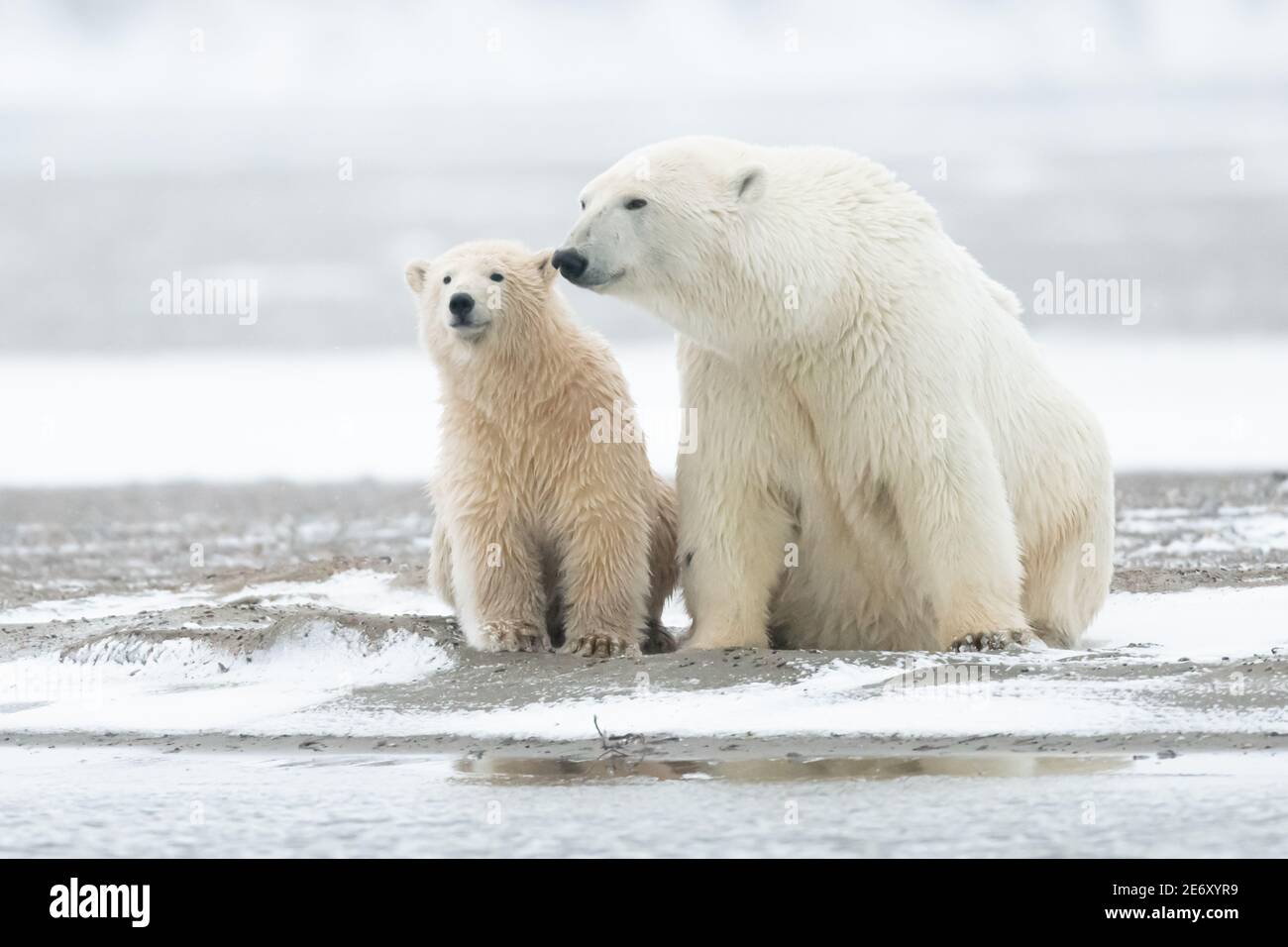 Polar bear (Ursus maritimus) mother & cub in the Arctic Circle of Kaktovik, Alaska Stock Photo ...