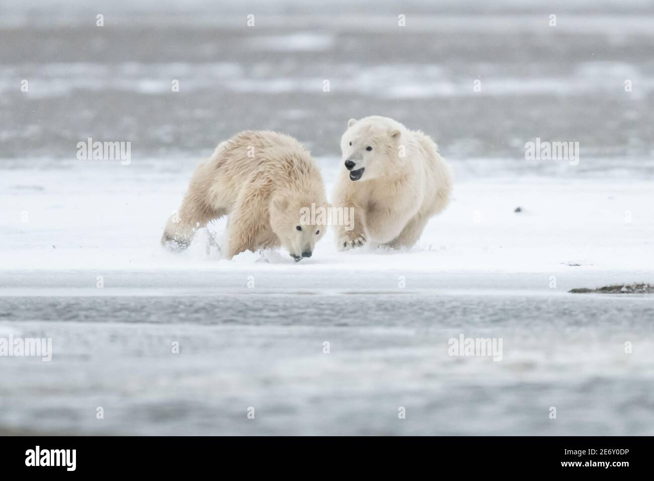 Playful Polar bear (Ursus maritimus) cubs in the Arctic Circle of Kaktovik, Alaska Stock Photo ...