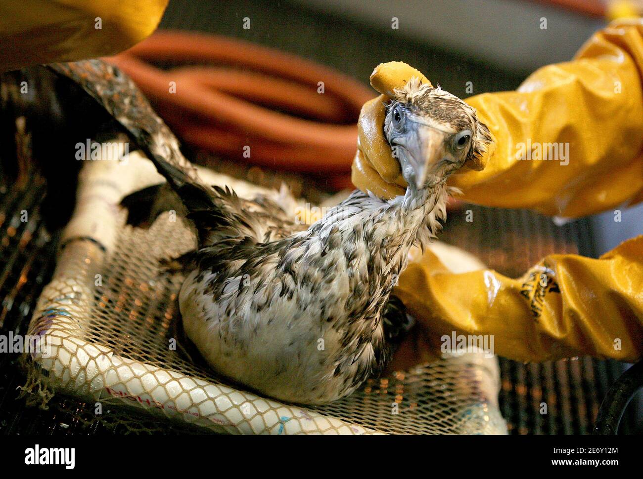 Gulf oil spill animals hi-res stock photography and images - Alamy