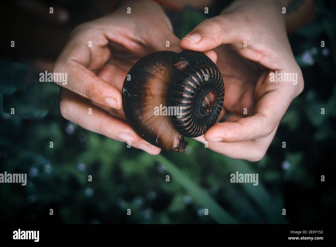Shallow focus shot of a person holding a snail in the greenery Stock ...