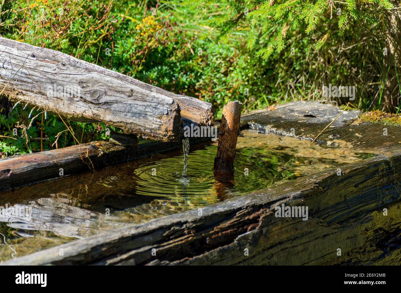 water pouring into an old rotten wooden well trough in Tirol, Austria ...