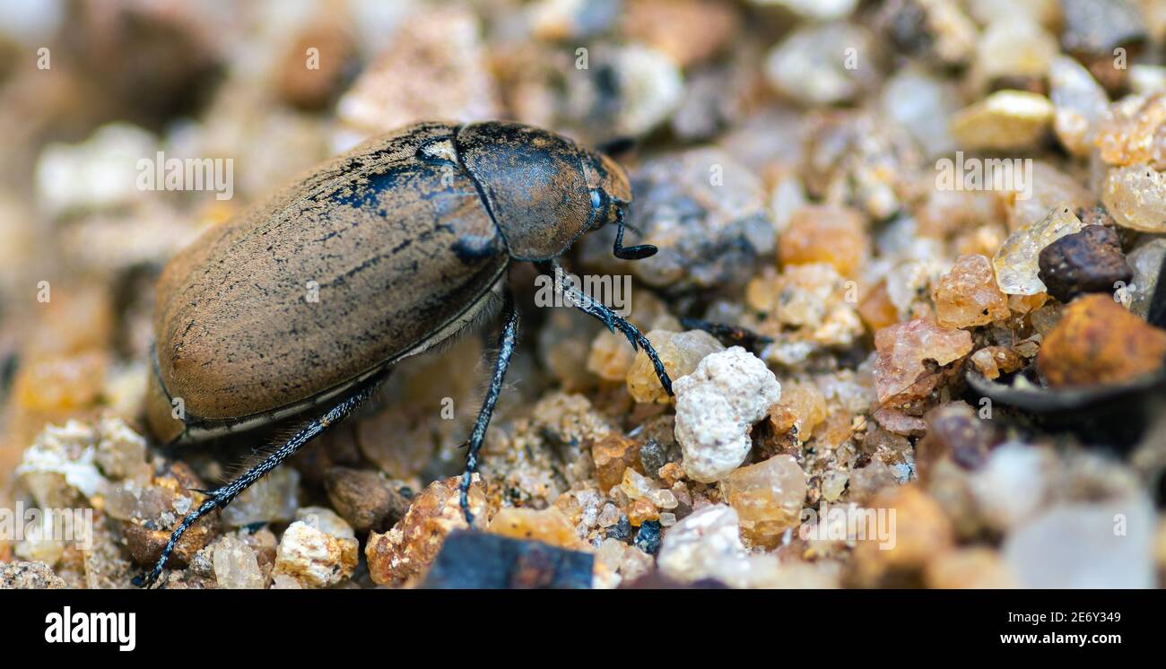 European beetles hi-res stock photography and images - Alamy