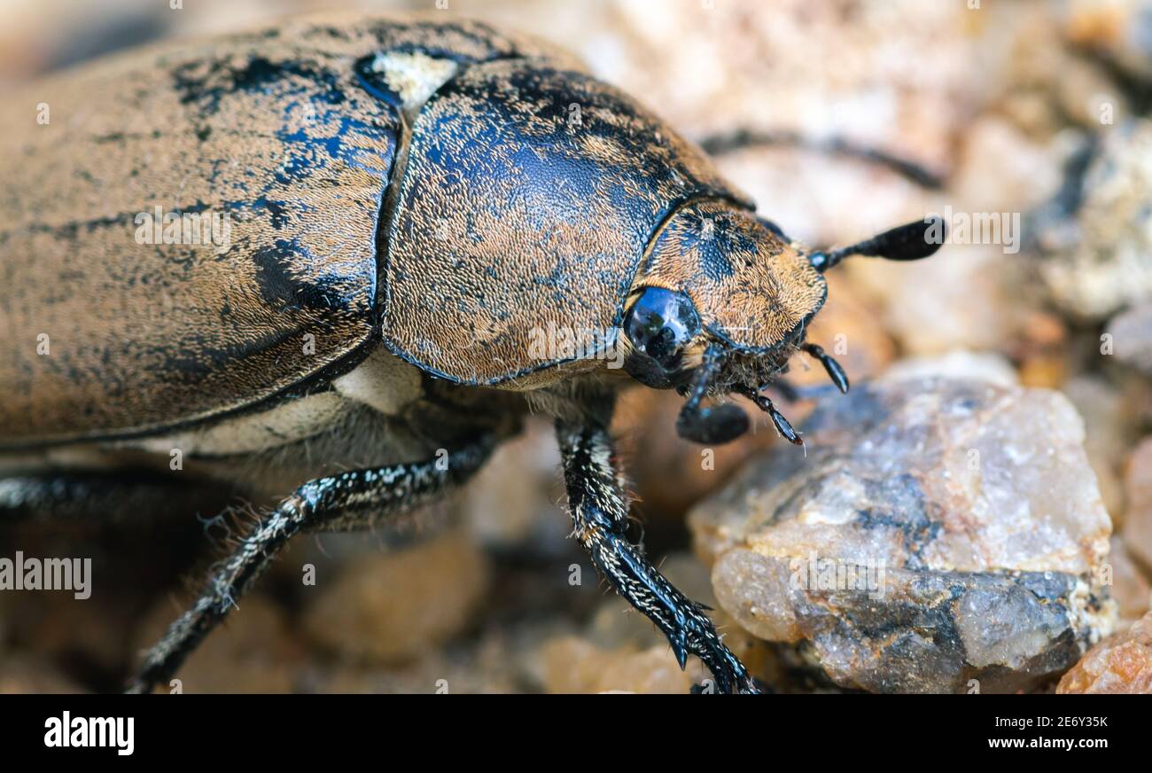 Golden ground beetle hi-res stock photography and images - Alamy