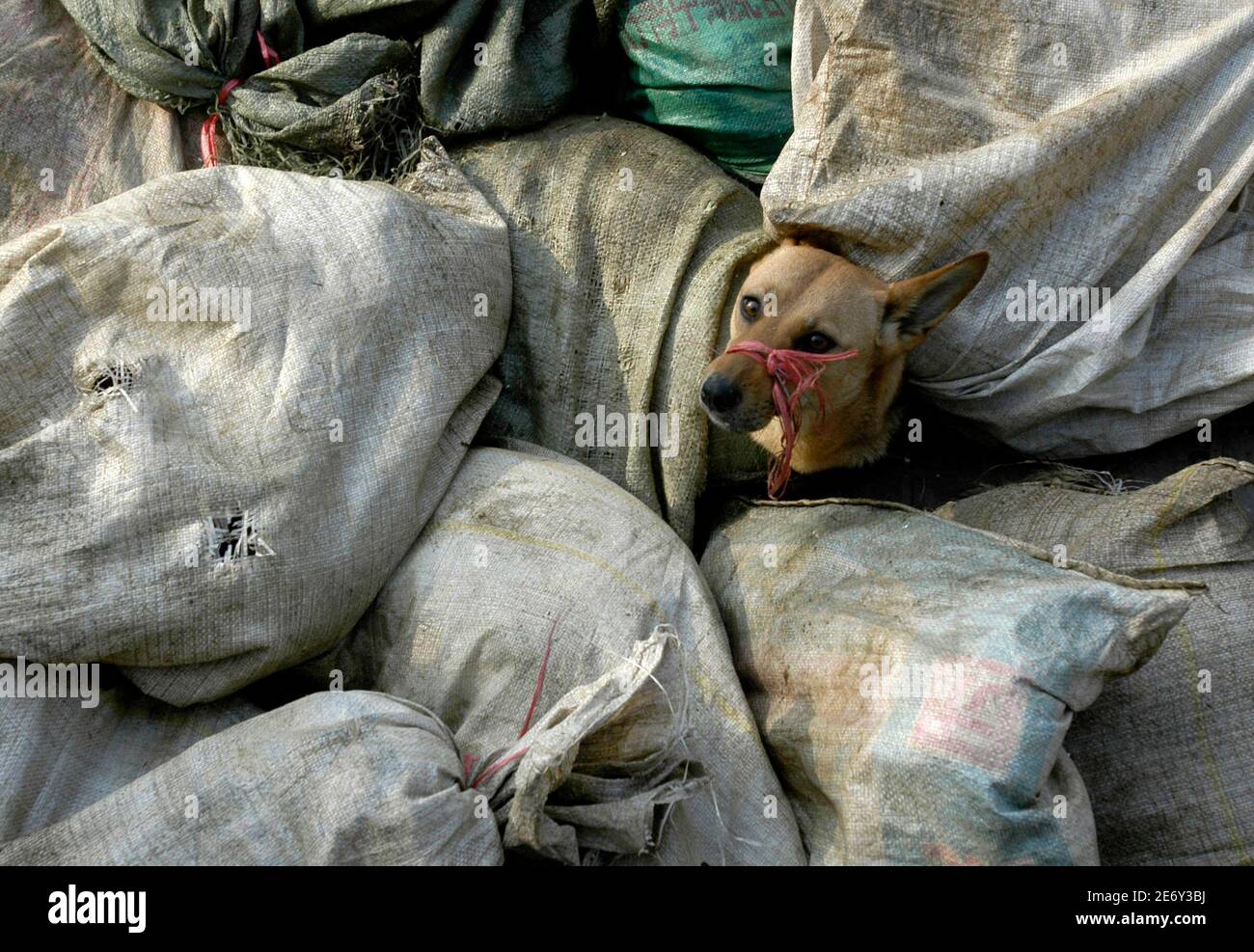 Dogs sold to slaughterhouse hi-res stock photography and images - Alamy