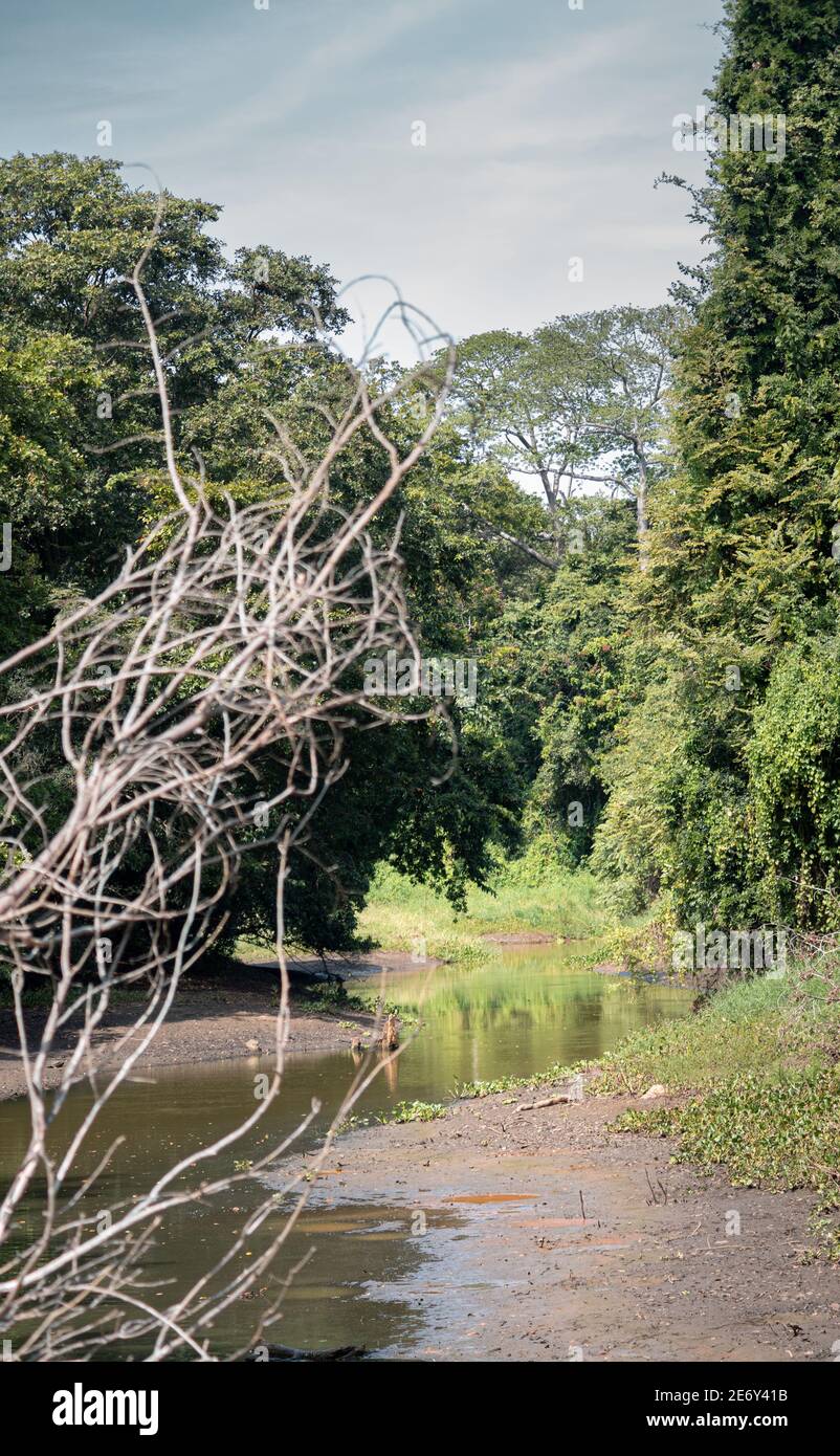Dried out the water stream with dead trees in lakeshore, calm and slow ...