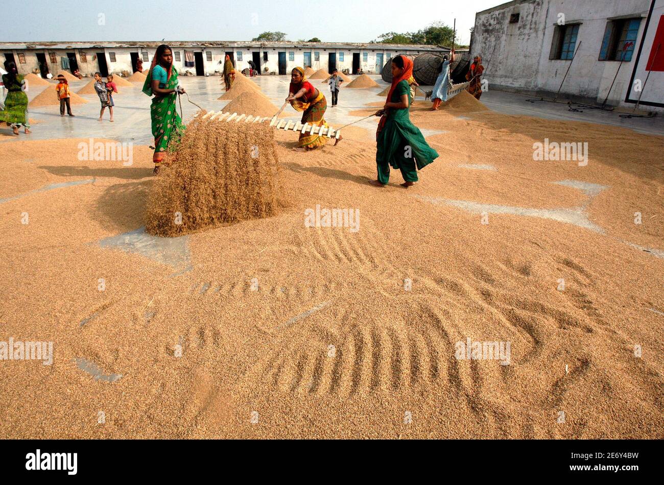 Rice pile bangladesh hi-res stock photography and images - Alamy