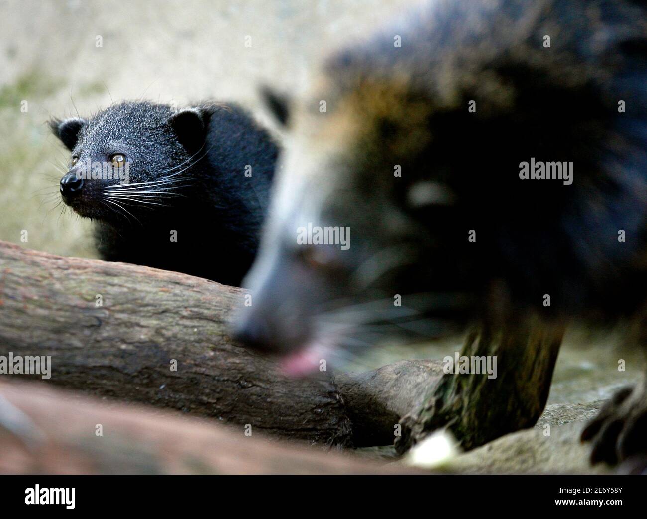 Binturong taronga hi-res stock photography and images - Alamy