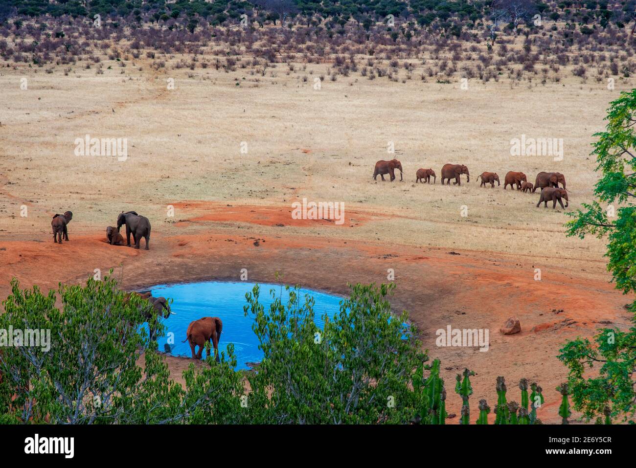 January 2020 - Elephants covered in red dust blocks a track in Kenya s ...