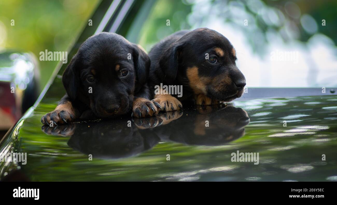 Adorable newborn baby badger dog puppies in car hood together, sharing ...