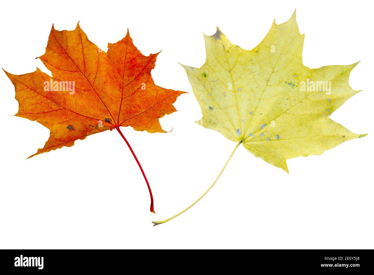 Dry colored maple leaf hi-res stock photography and images - Alamy