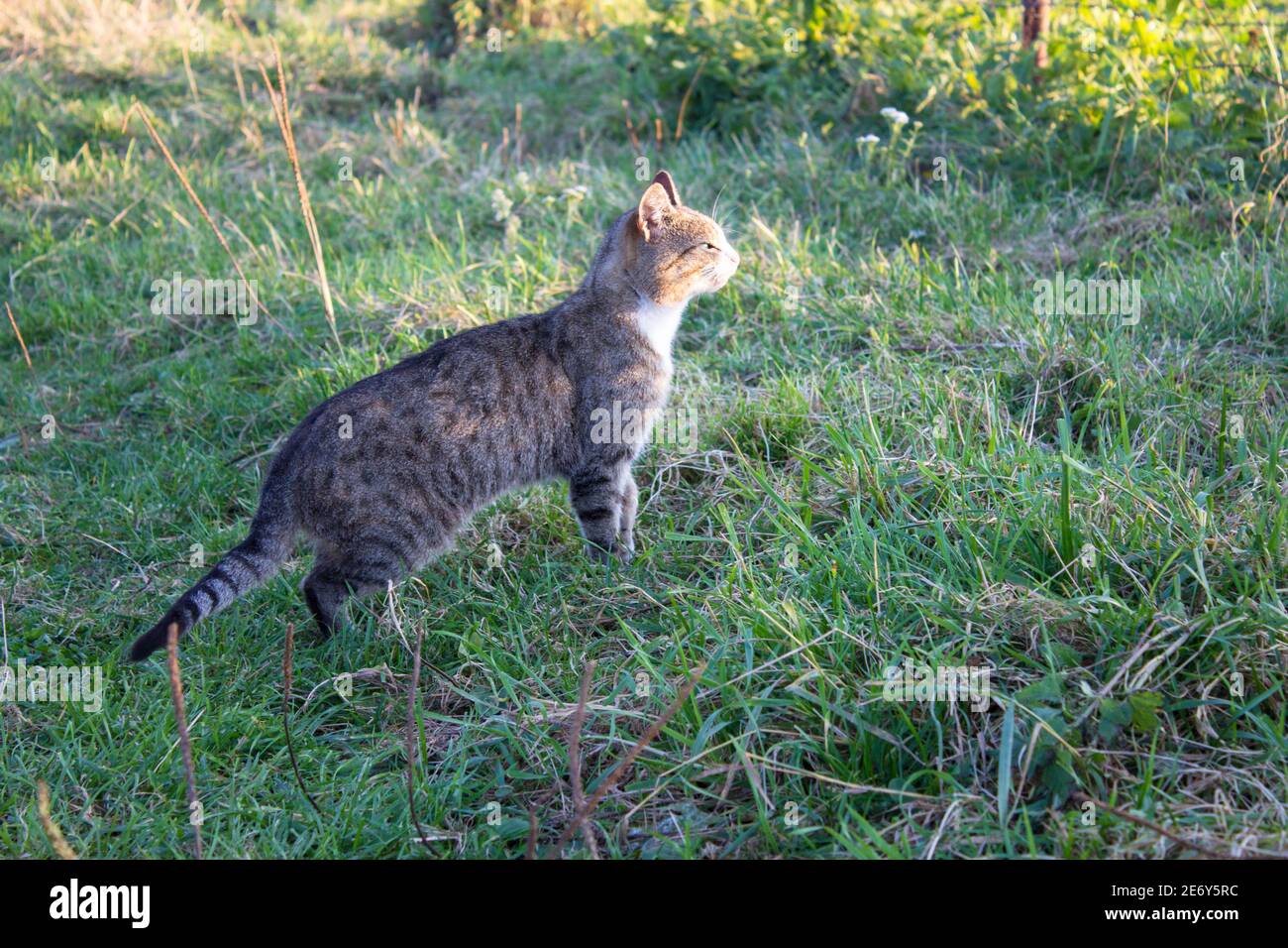 Cat looking at the sun Stock Photo - Alamy