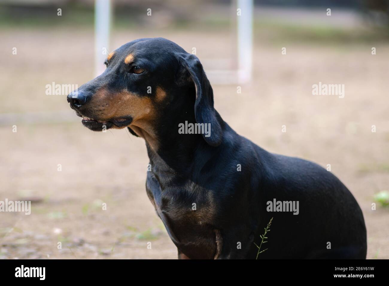 Angry-looking mature male badger dog sitting and barking, isolated dog ...