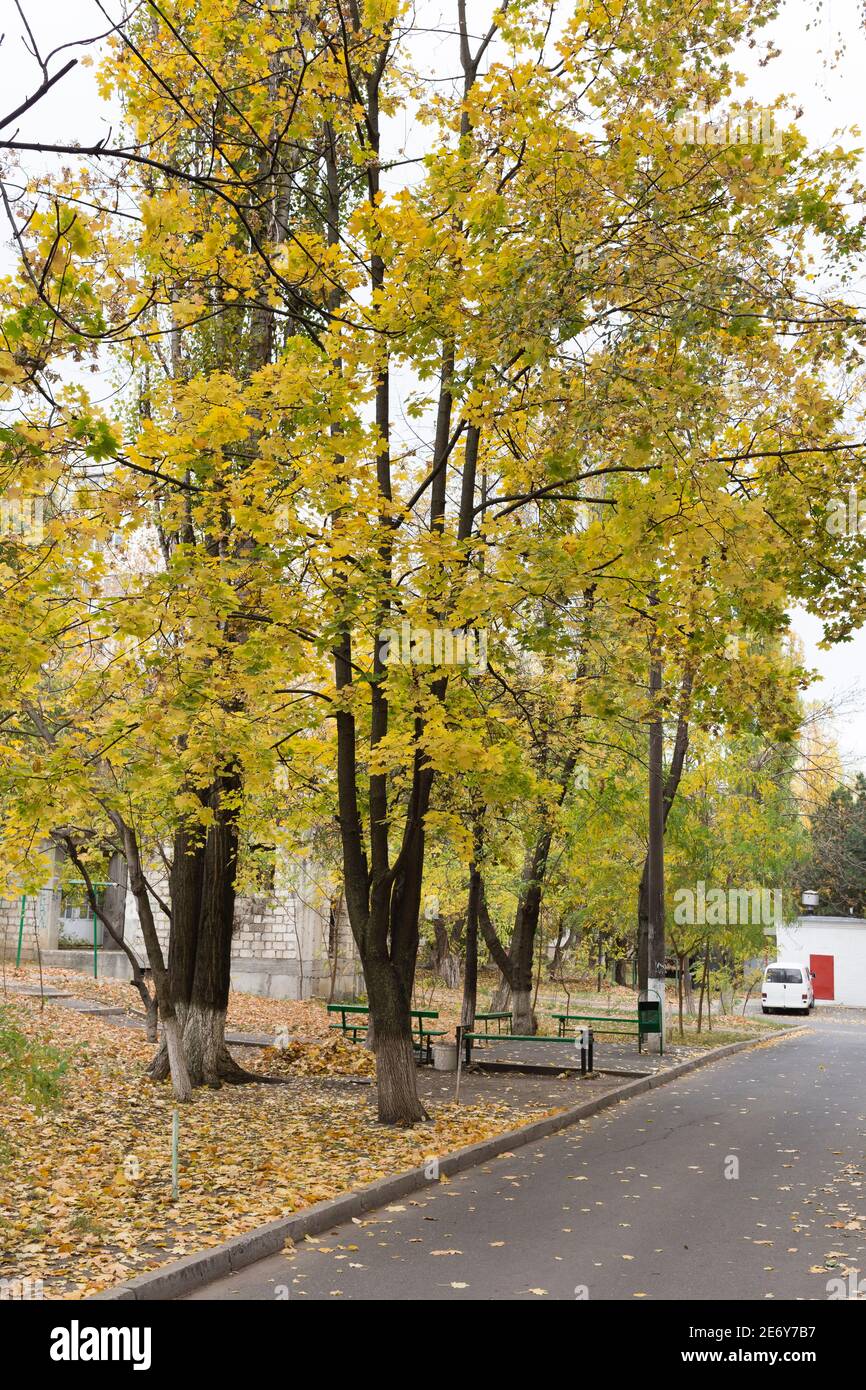 Maple trees in the yard of an apartment building. Green benches between ...