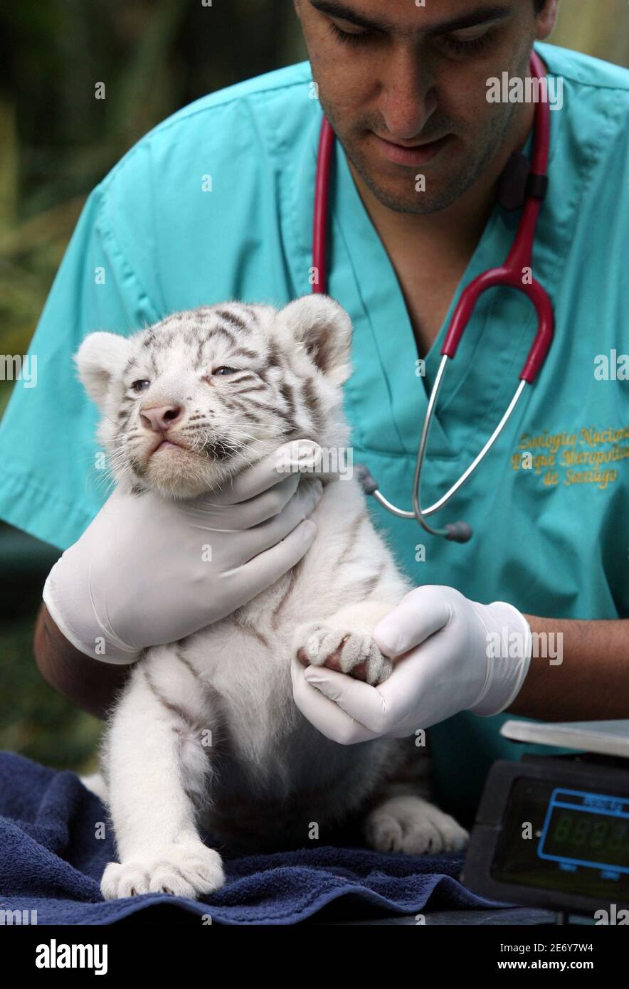 Zoo Female Vet High Resolution Stock Photography and Images - Alamy
