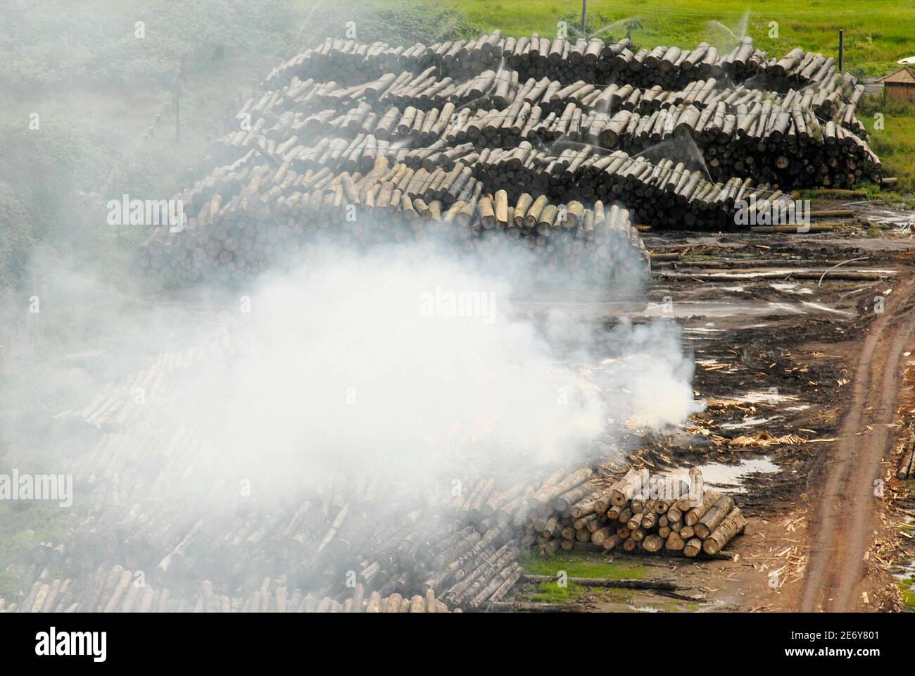 Logging of native rainforest hi-res stock photography and images - Alamy