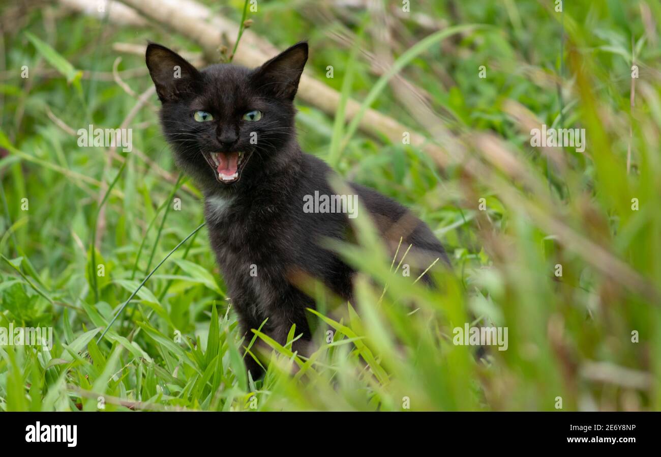 A cute adorable dark furry cat opens its mouth and meowing in the grass ...