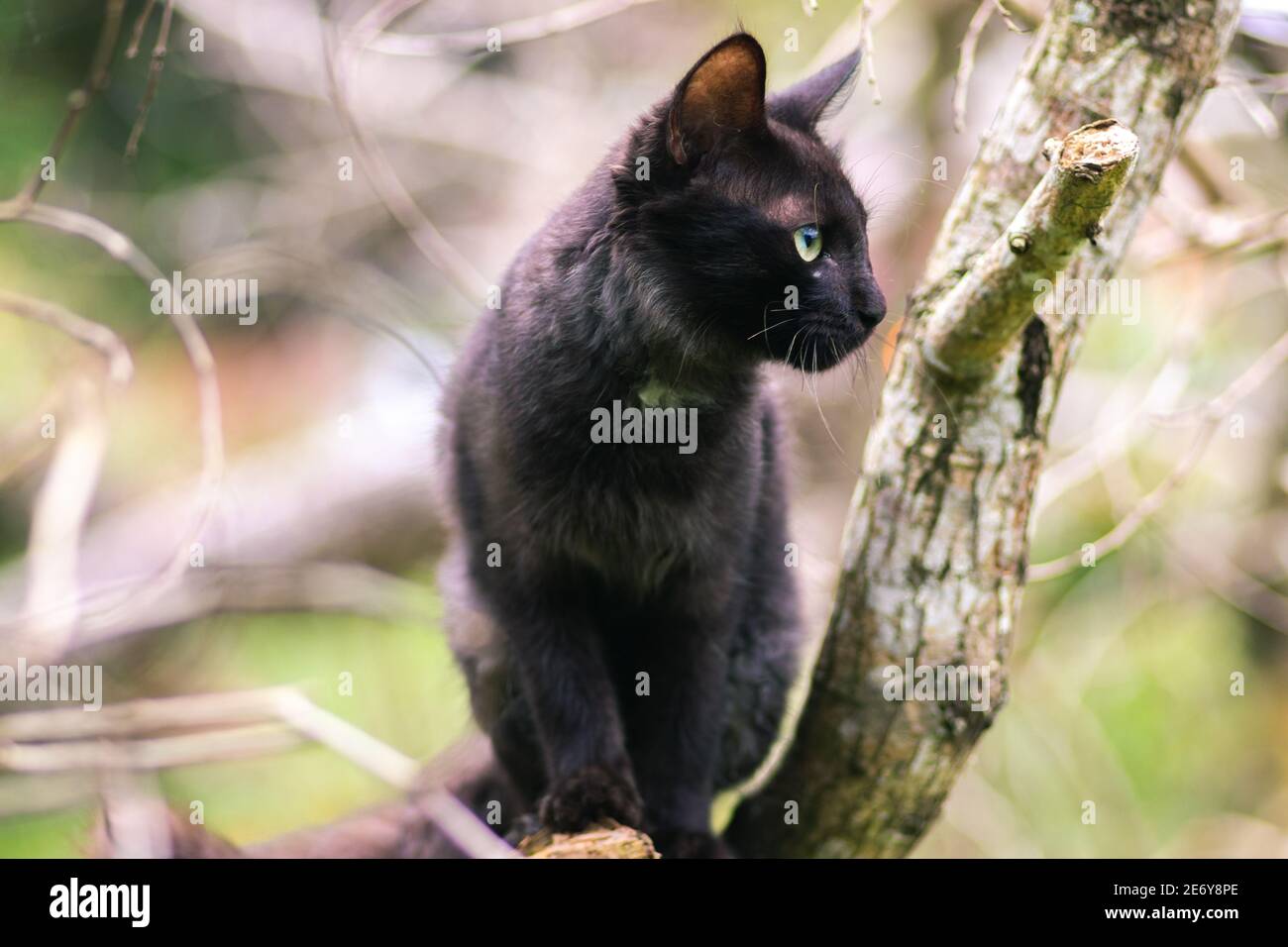 Cat sitting in a branch high up in the wild and turn its head to the ...