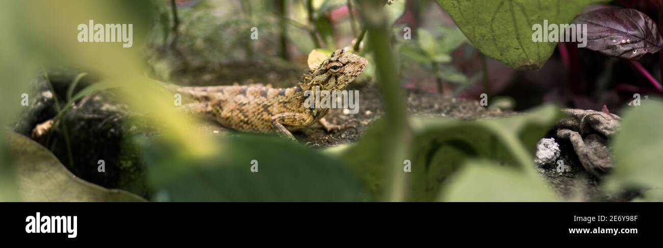 Yellow color changeable skin lizard on the ground, photograph through ...