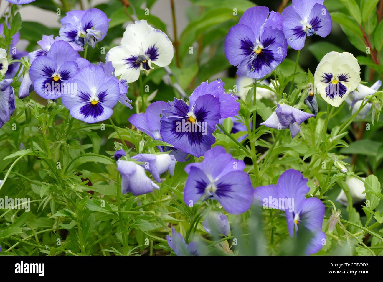 Flower pense pansy hi-res stock photography and images - Alamy
