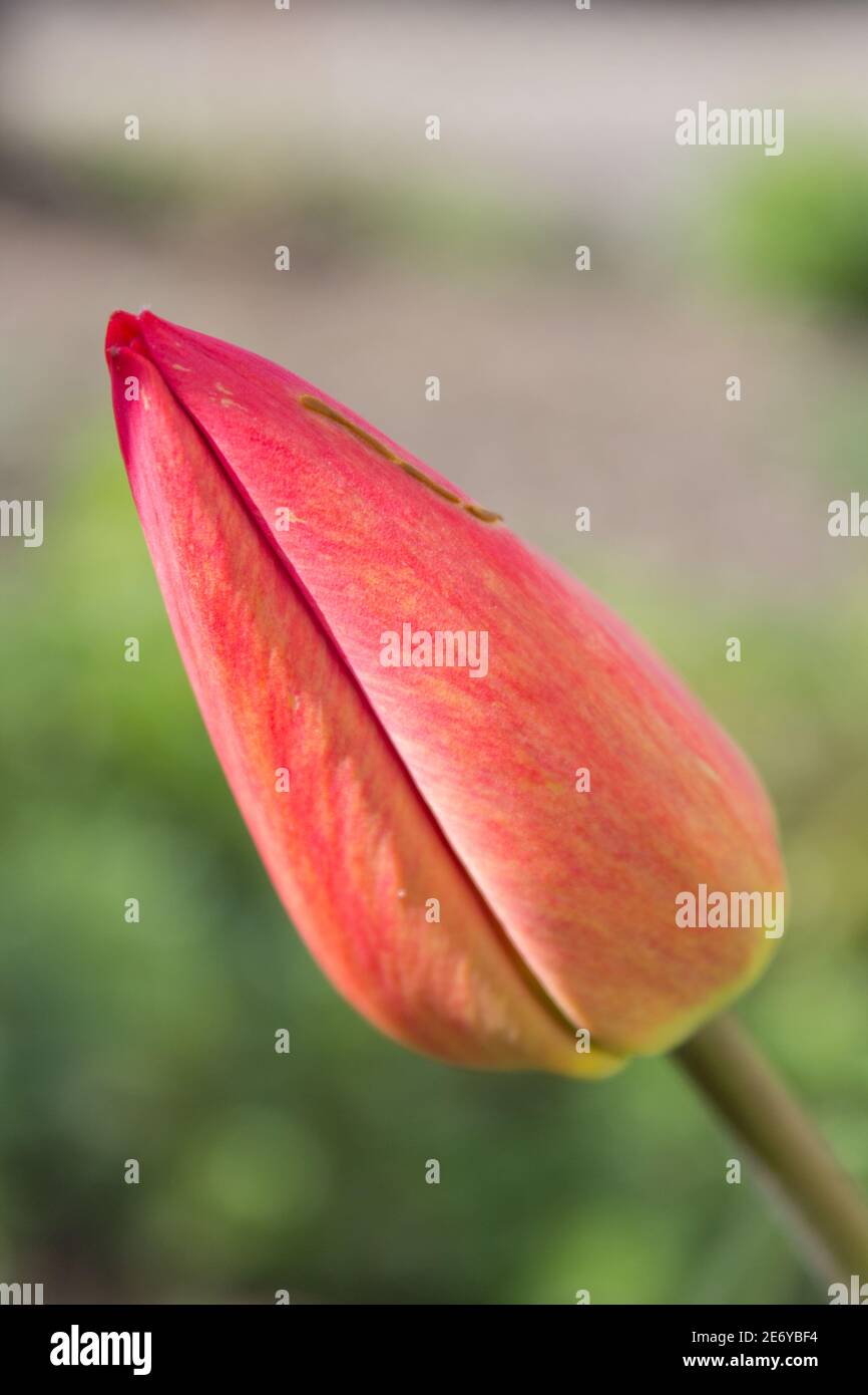 One closed tulip Stock Photo - Alamy