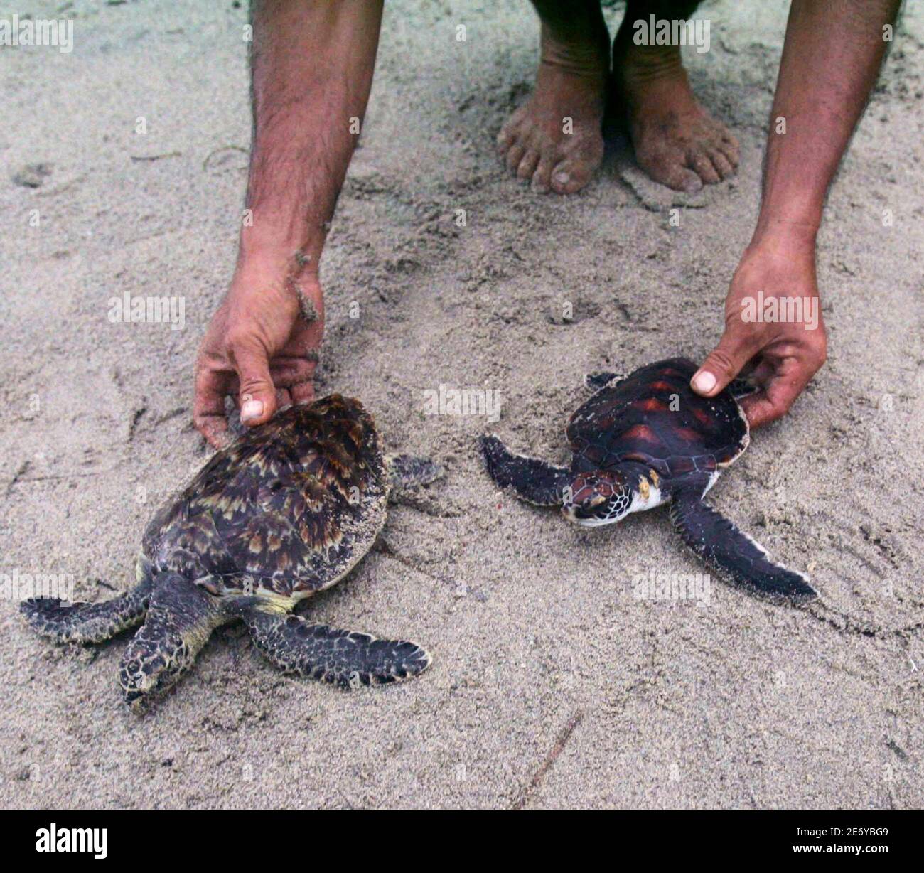 Baby sea turtles in hand hi-res stock photography and images - Alamy