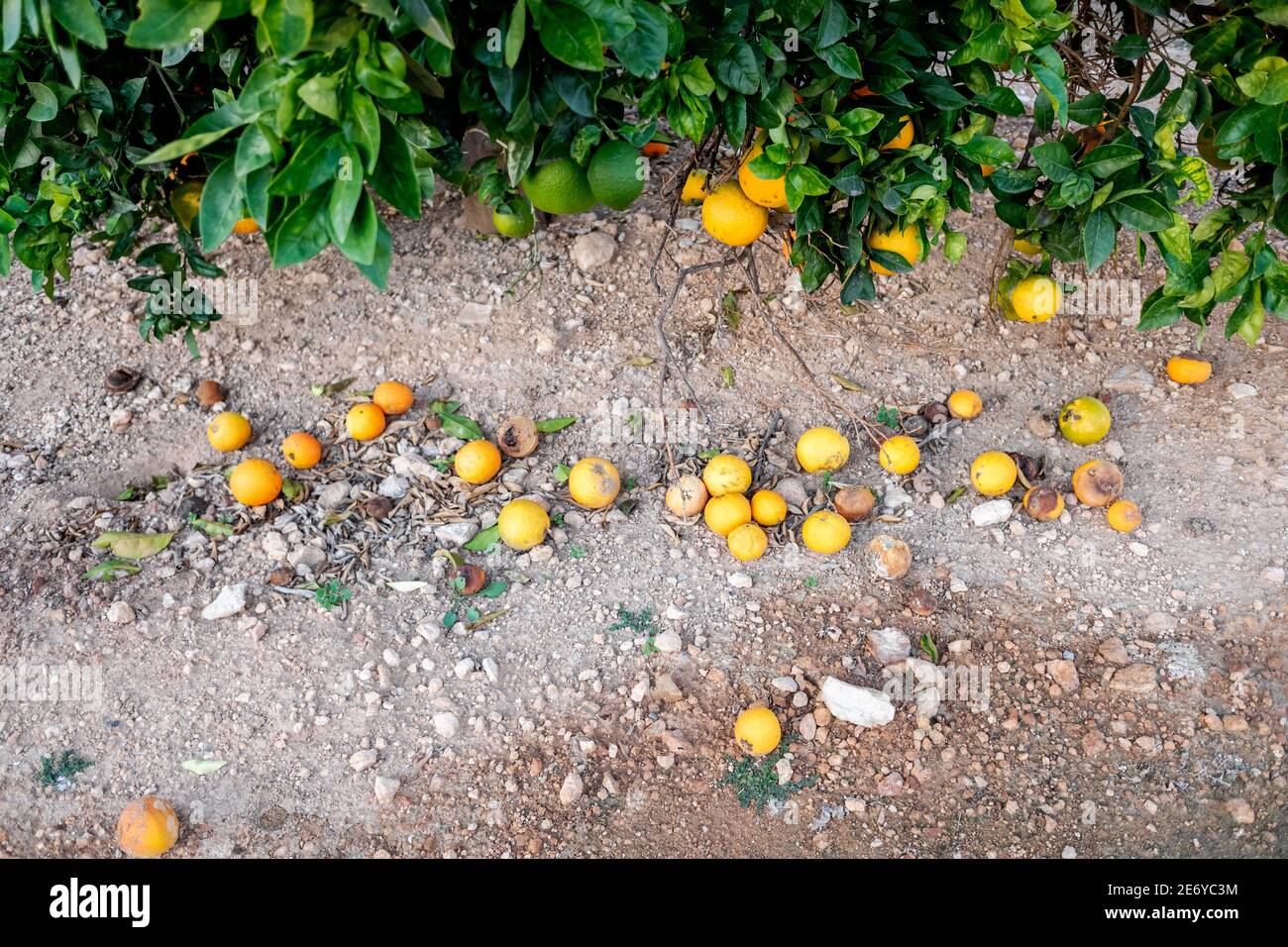 Rotten fruit under the tree in an unharvested plantation Stock Photo ...